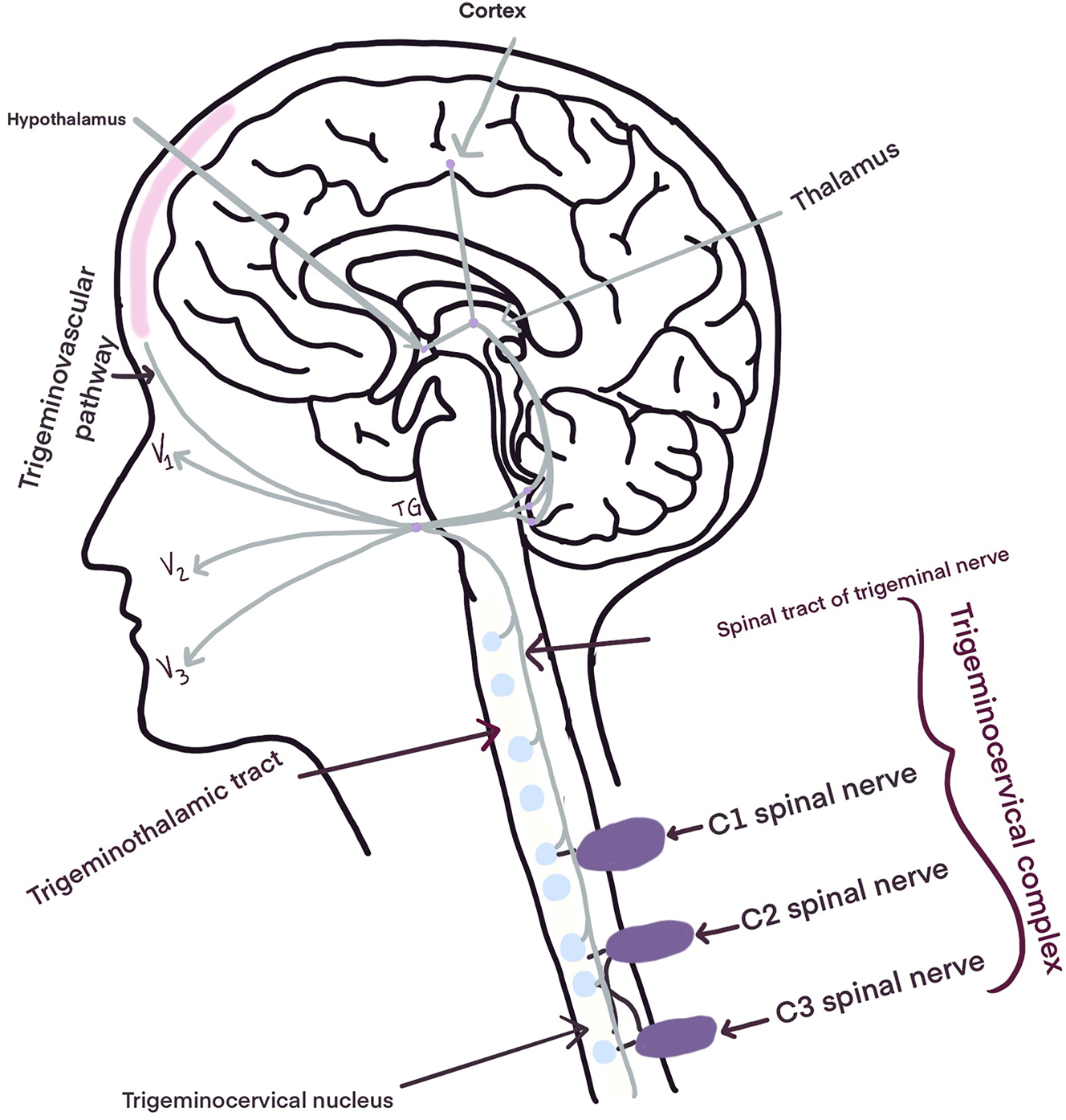 Treatment of migraine with aura with osteopathic manipula...