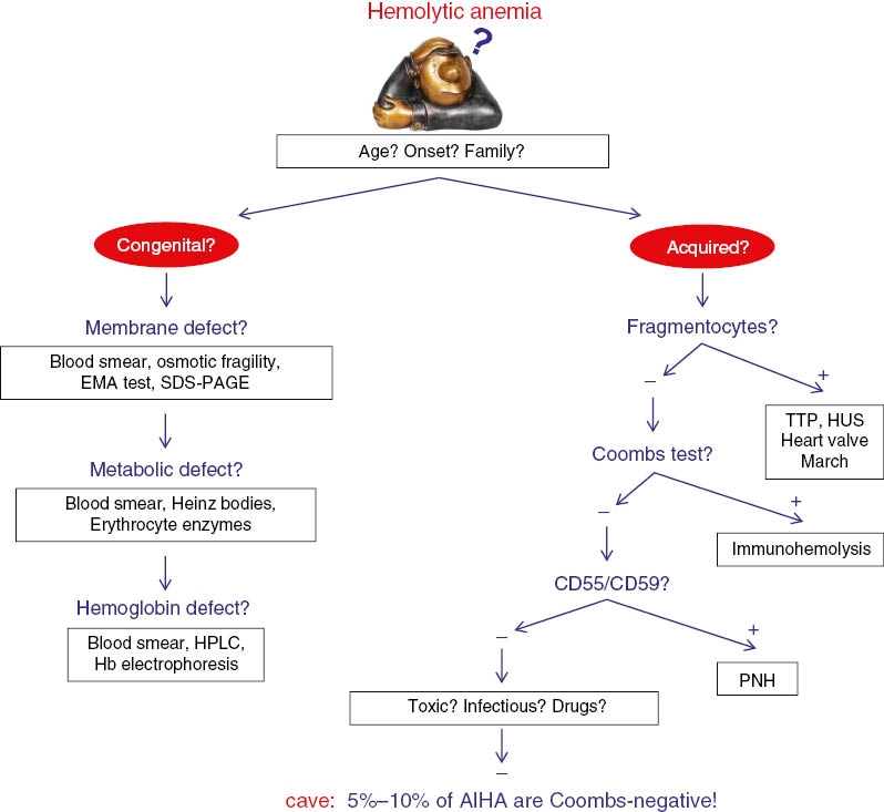 Rational diagnostic work-up of anemia