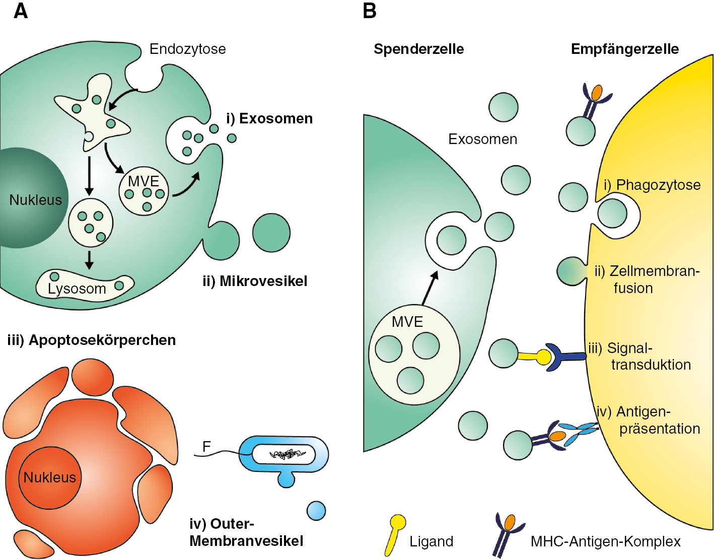 Funktion von extrazellulären Vesikeln und Bedeutung für die ...