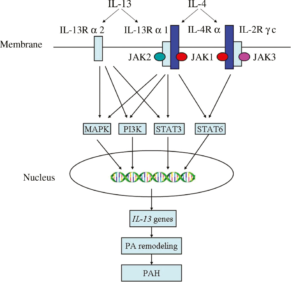 Interleukin-13 in the pathogenesis of pulmonary artery hypertension