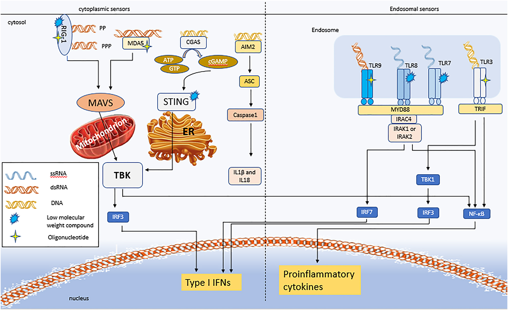 Innate immune sensors for detecting nucleic acids during infection