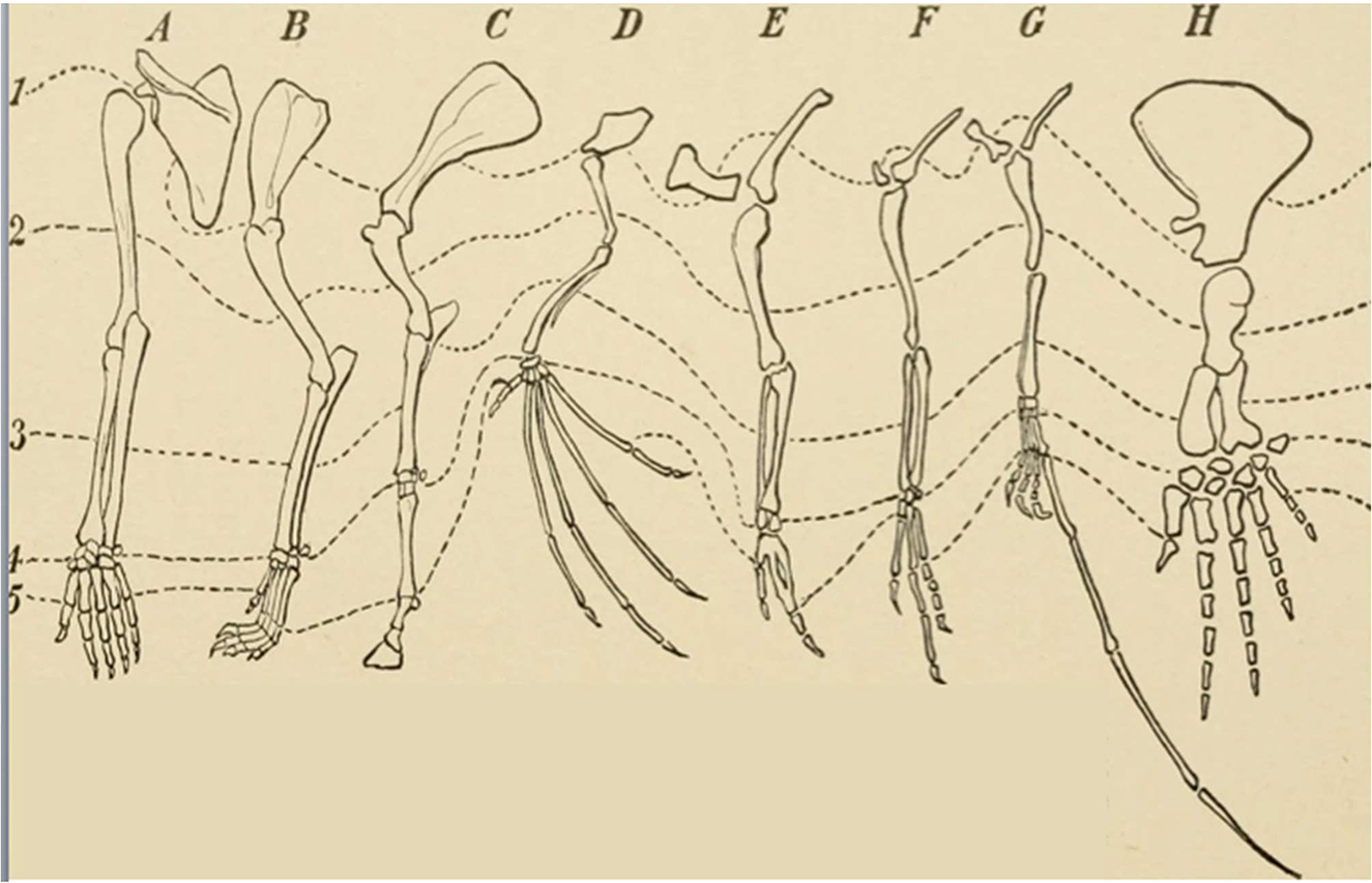 Comparability in evolutionary biology: The case of Darwin’s barnacles