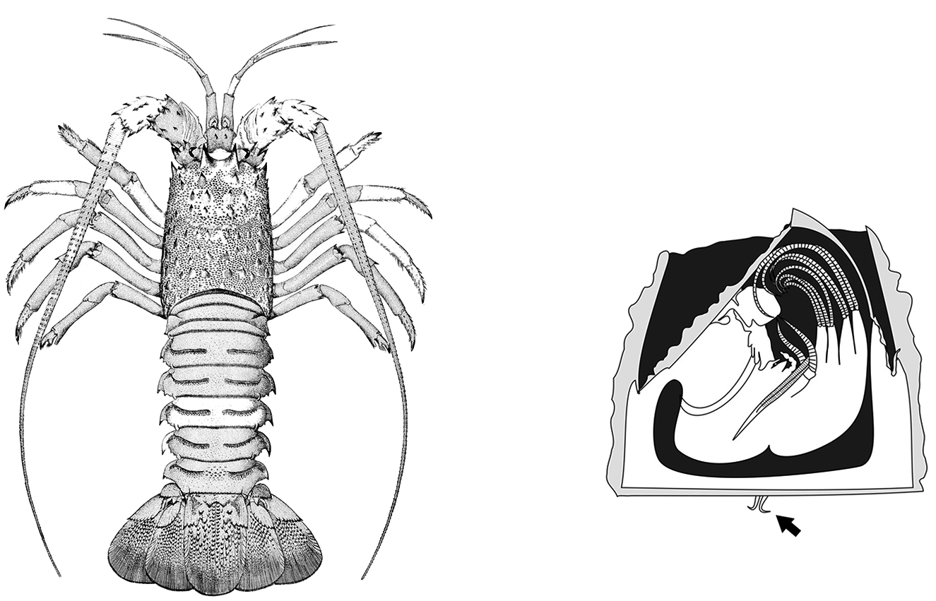Comparability in evolutionary biology: The case of Darwin’s barnacles