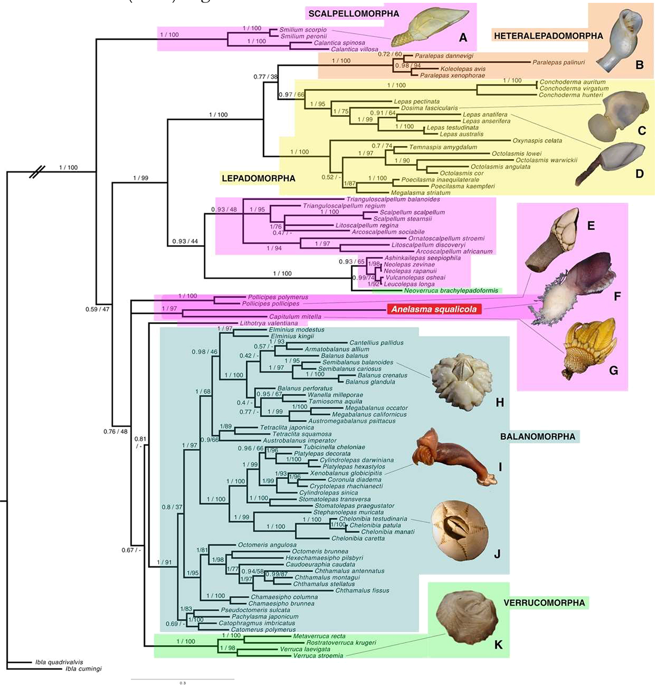 Comparability in evolutionary biology: The case of Darwin’s barnacles