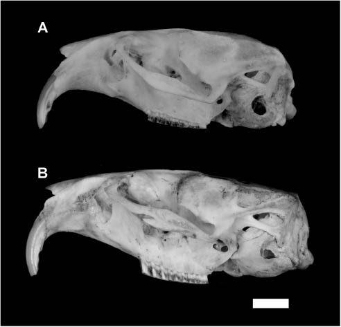 Fossorial morphotype does not make a species in water voles