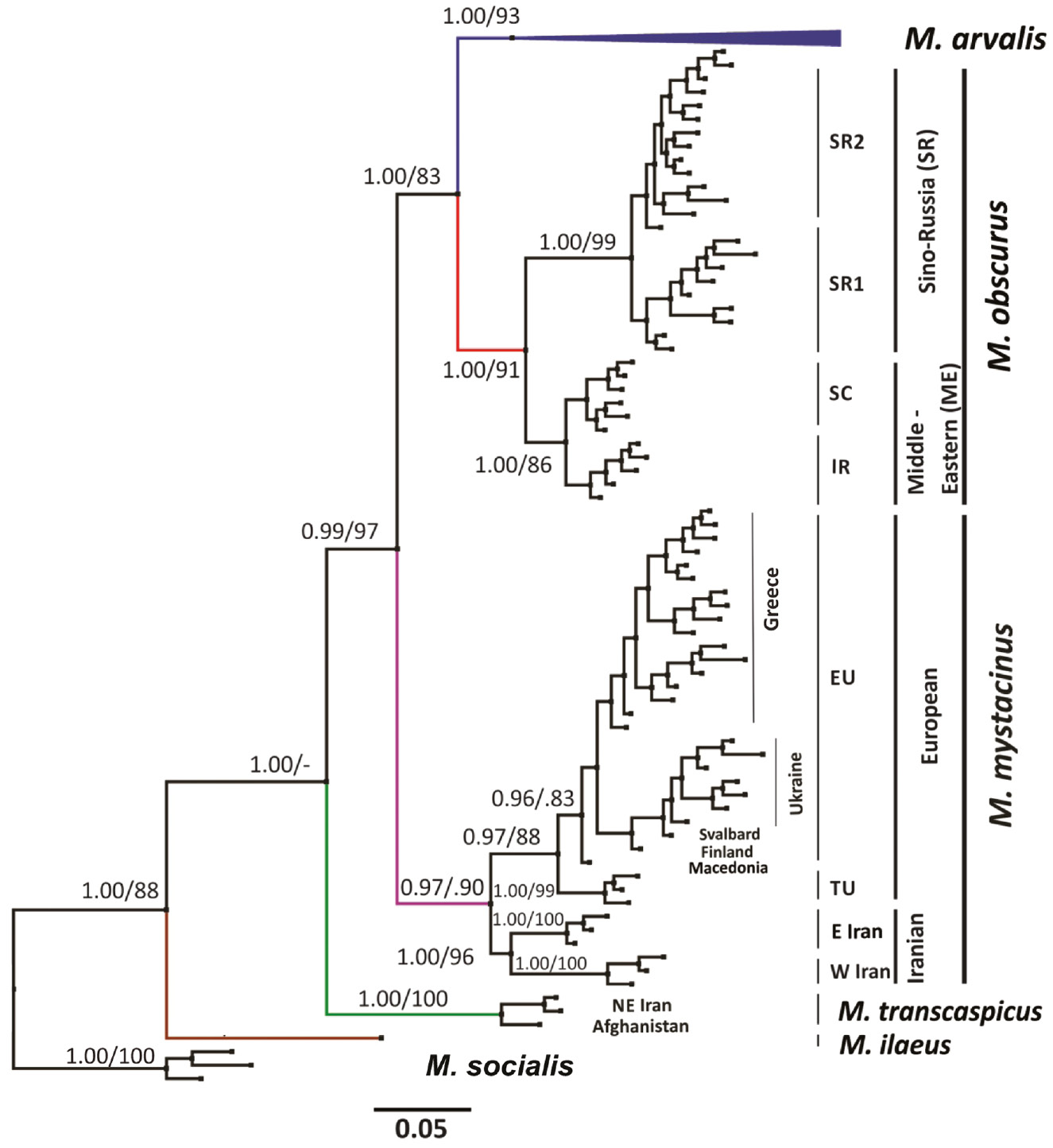 New insight into the cradle of the grey voles (subgenus Microtus ...