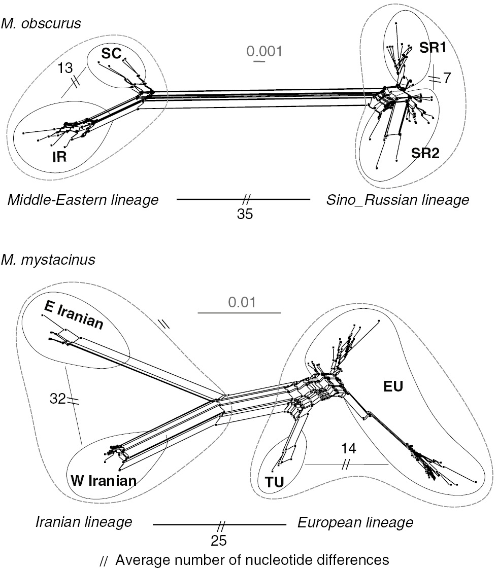 New insight into the cradle of the grey voles (subgenus Microtus ...