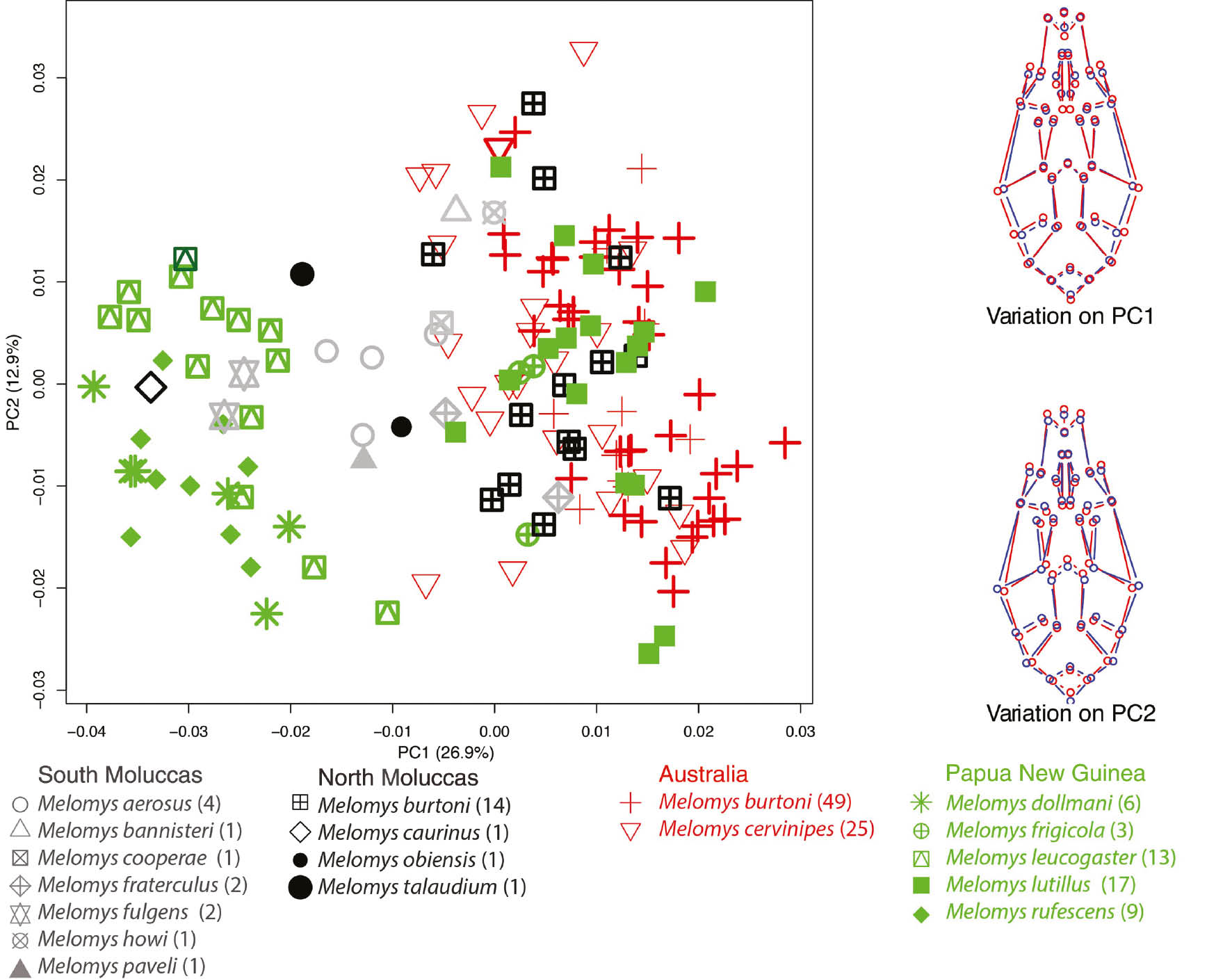 New record of Melomys burtoni (Mammalia, Rodentia, Murinae) from ...