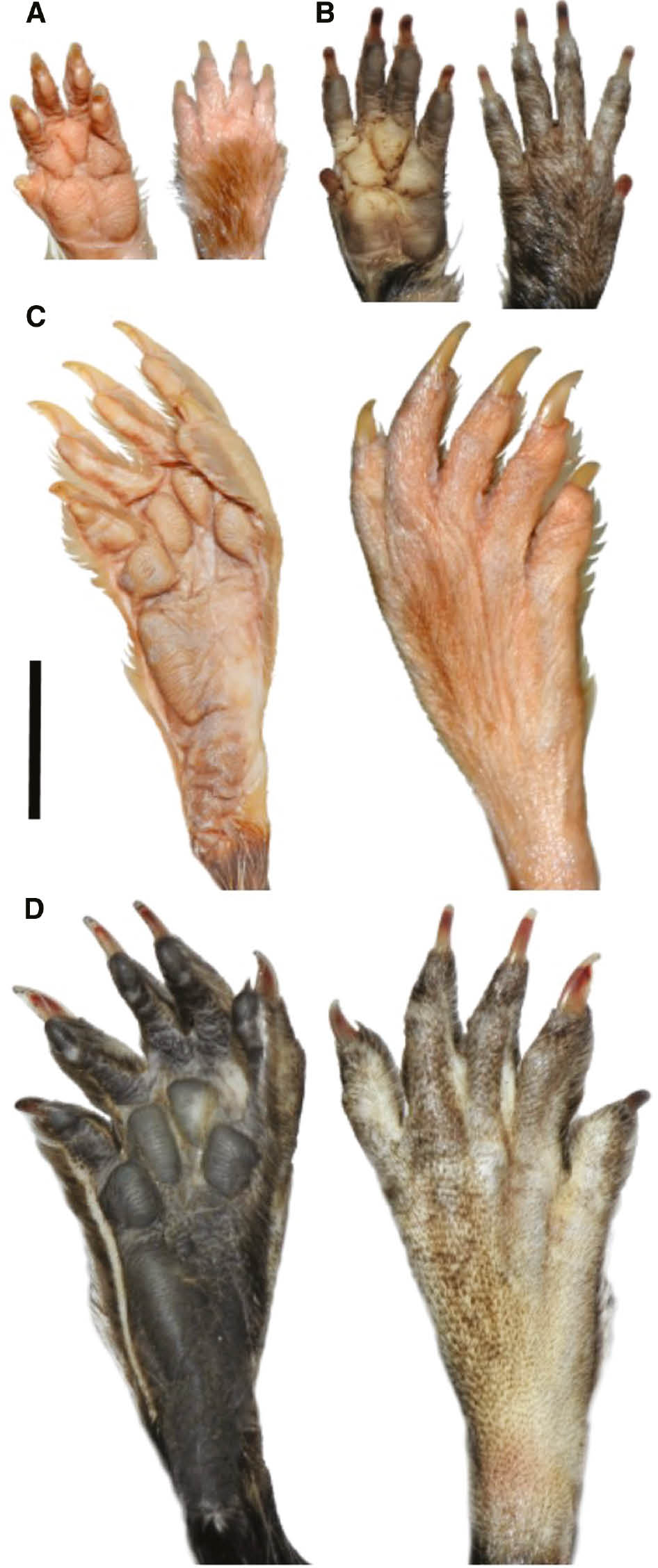 A new species of crab-eating rat of the genus Ichthyomys, from Ecuador ...
