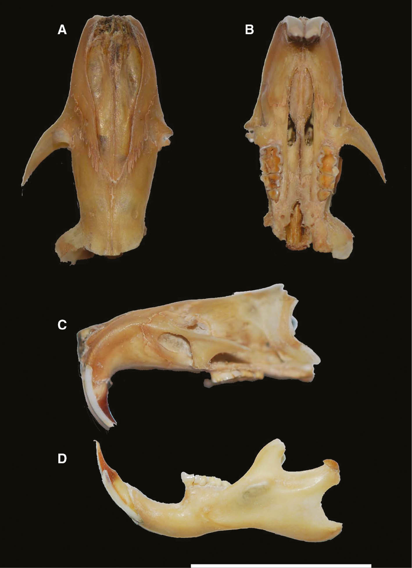 A new species of crab-eating rat of the genus Ichthyomys, from Ecuador ...