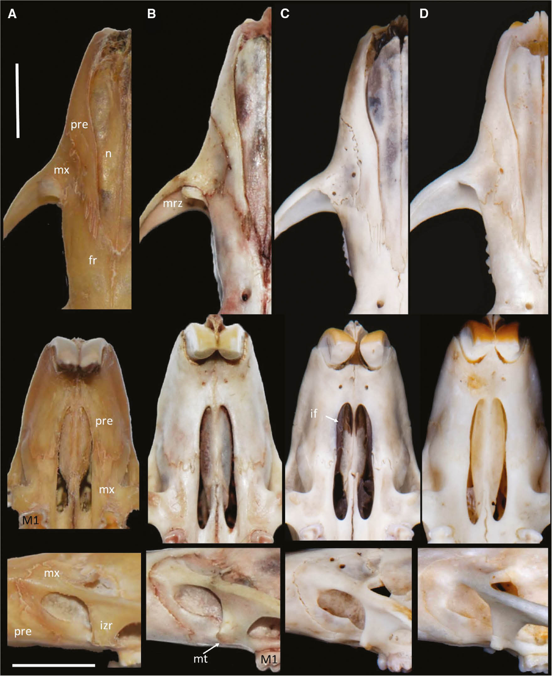 A new species of crab-eating rat of the genus Ichthyomys, from Ecuador ...