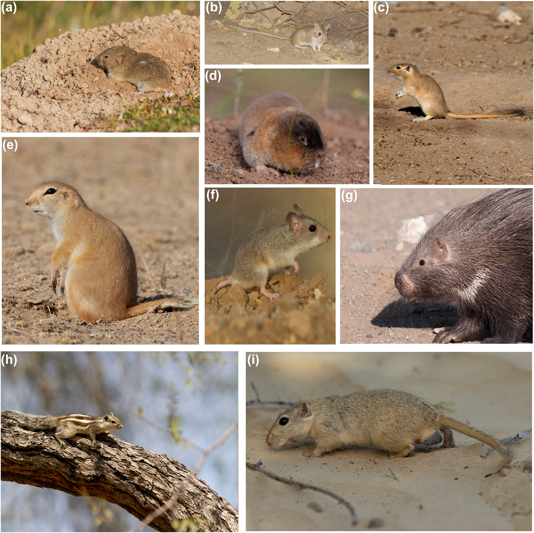 Biogeography of rodents in Iran: species richness, elevational ...