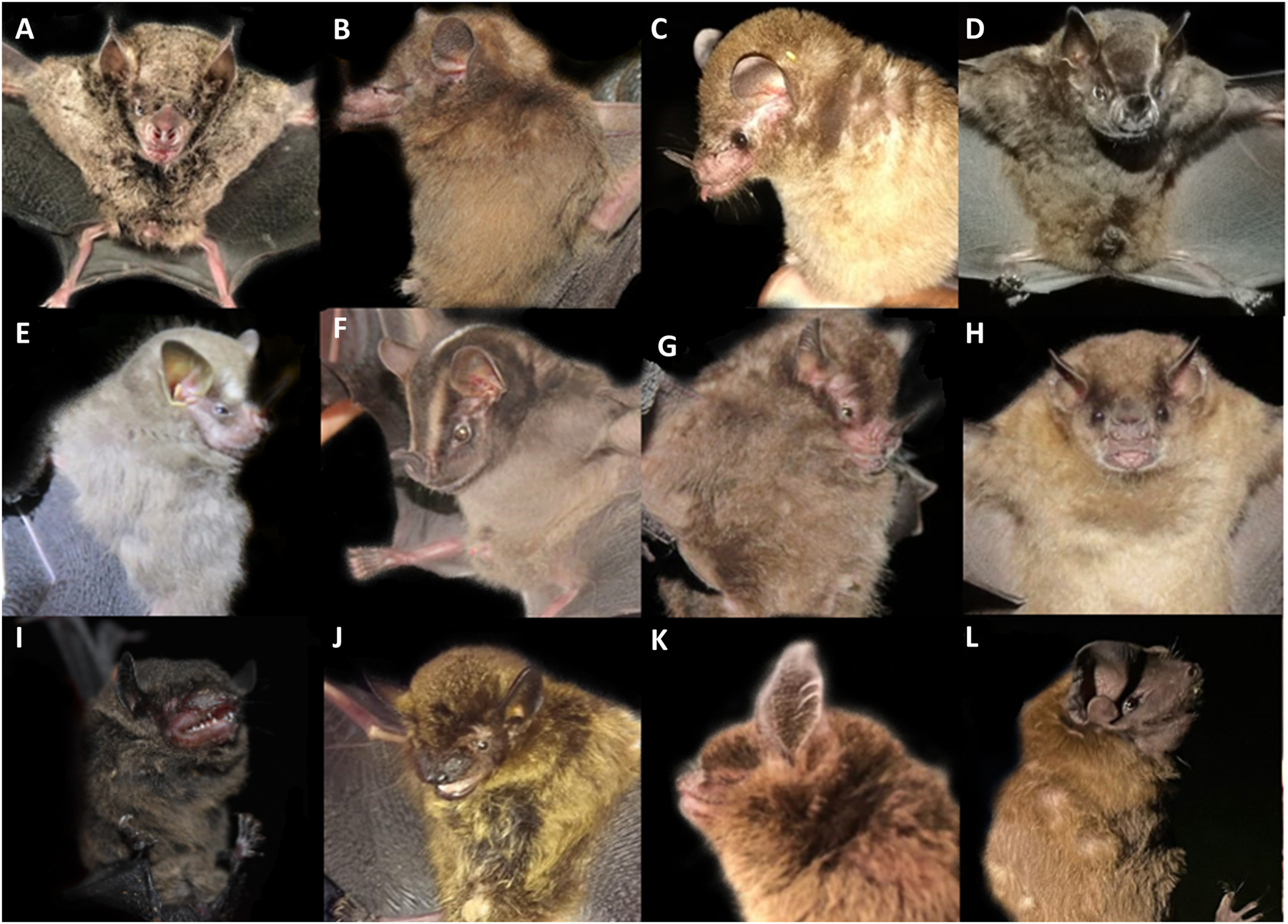 Urban and peri-urban bats (Mammalia: Chiroptera) in Manizales, Colombia ...