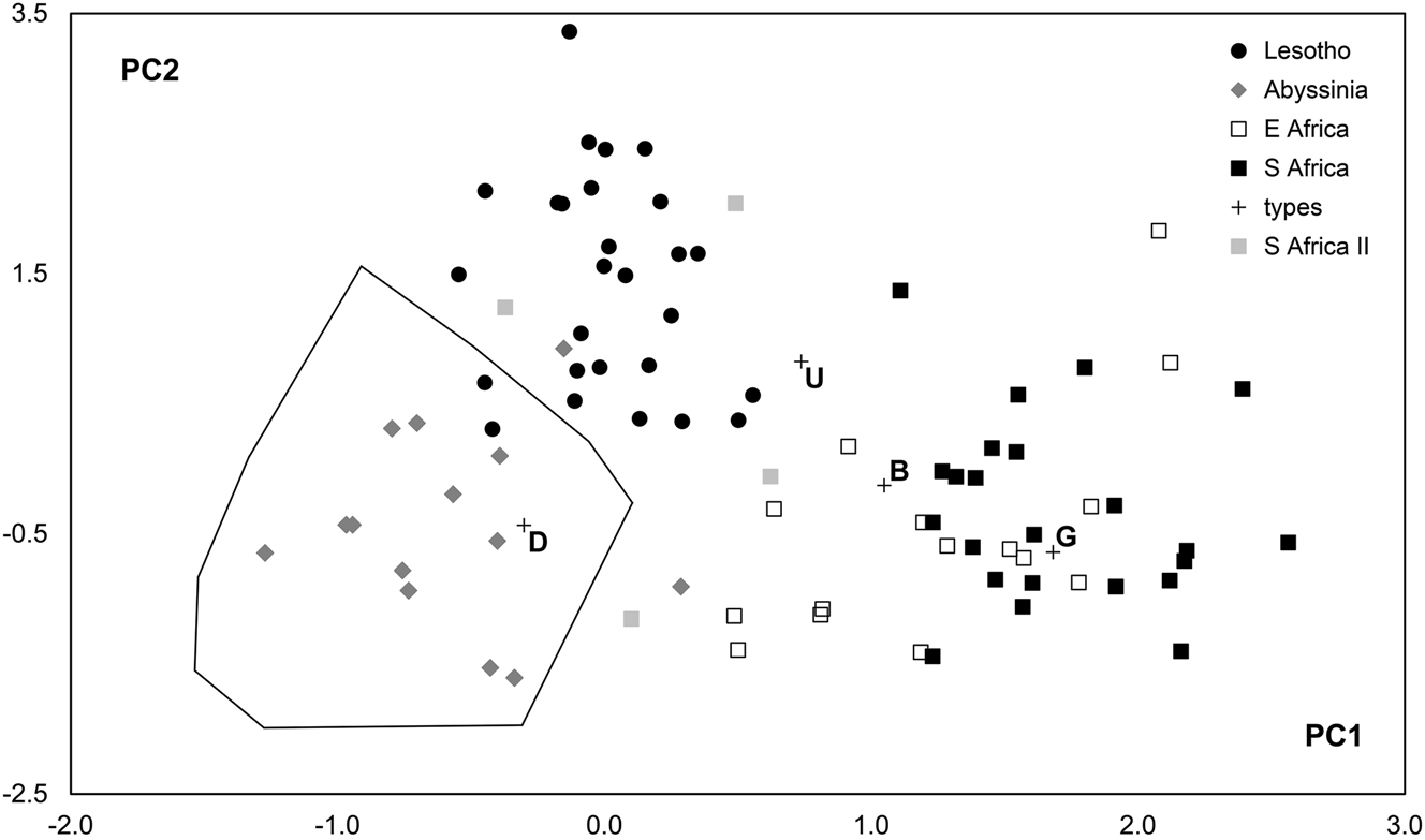 On the systematic position of the horseshoe bats (Mammalia: Chiroptera ...
