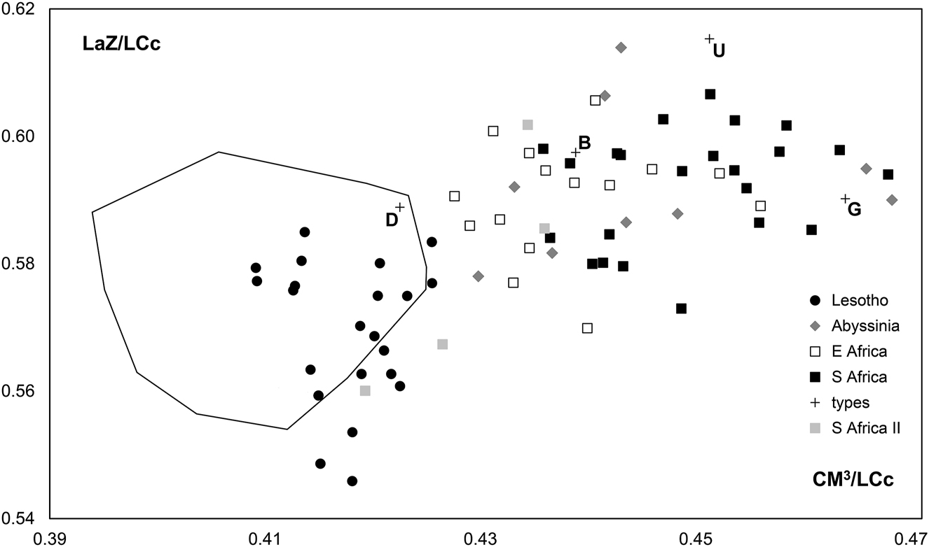 On the systematic position of the horseshoe bats (Mammalia: Chiroptera ...