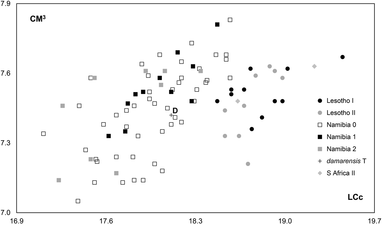 On the systematic position of the horseshoe bats (Mammalia: Chiroptera ...