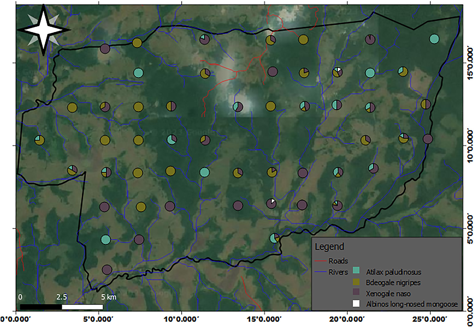 First record of albinism in long-nosed mongoose Xenogale naso ...