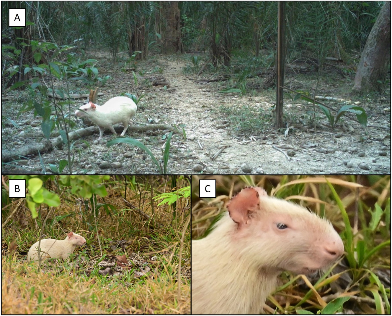 First report of a leucistic Brown Agouti (Dasyprocta variegata) in Bolivia