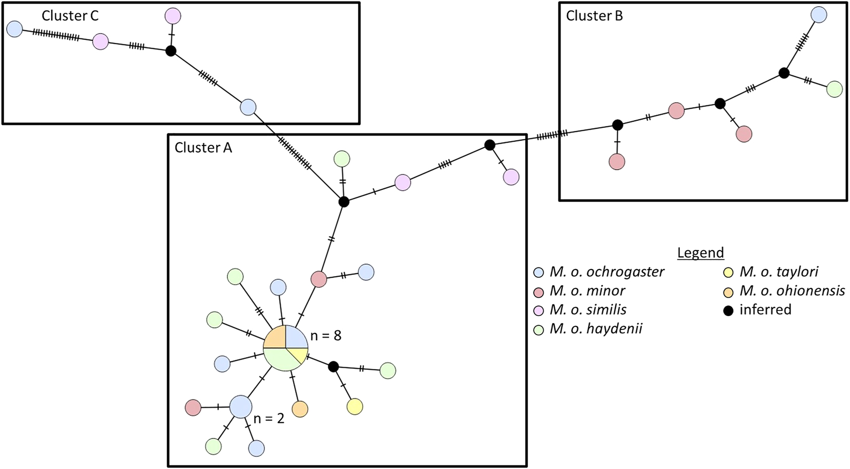 Genetic variation of cytochrome b in the prairie vole (Microtus ...