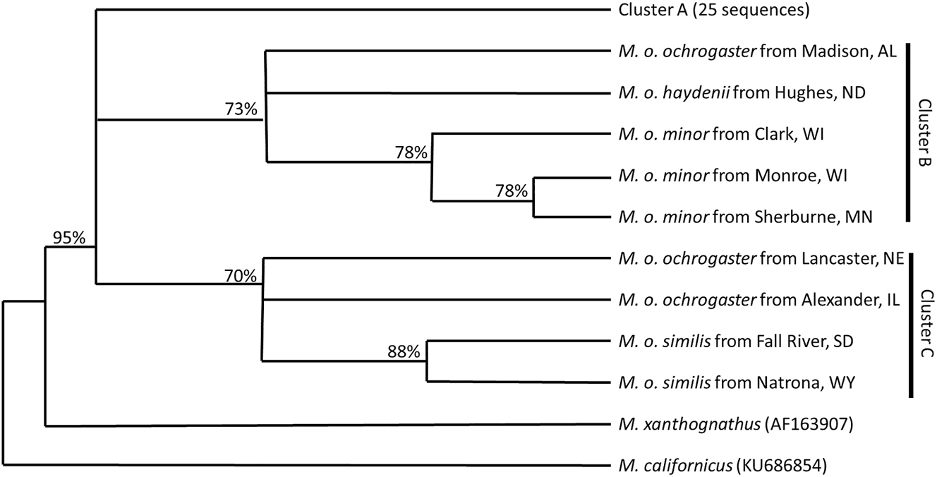 Genetic variation of cytochrome b in the prairie vole (Microtus ...