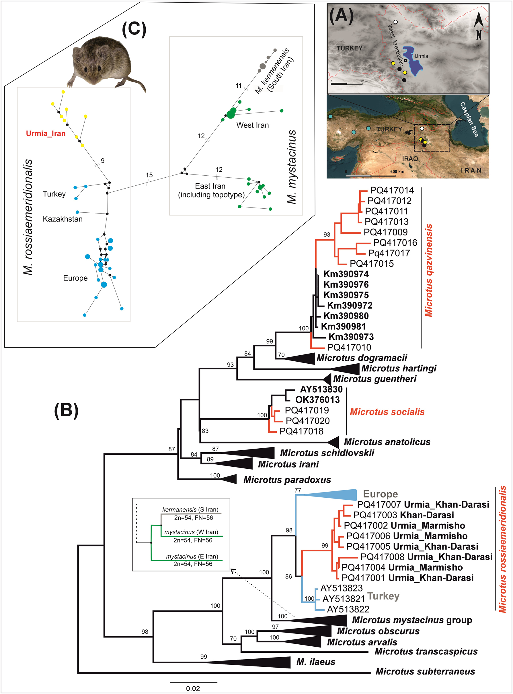 First confirmed record of Microtus rossiaemeridionalis from Iran