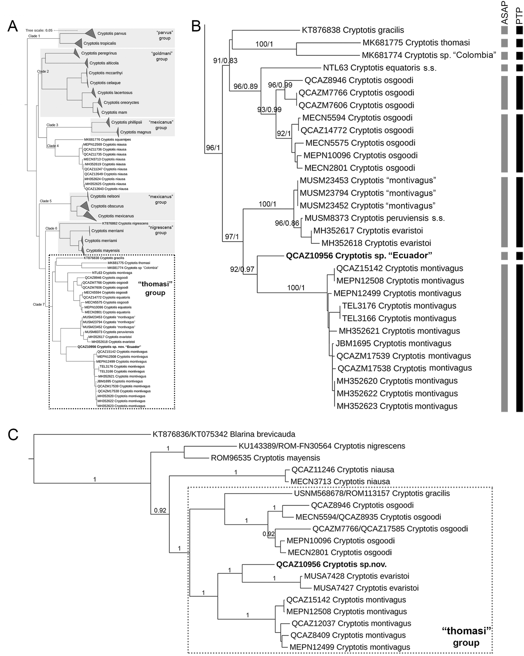 A new species of Cryptotis (Eulipotyphla: Soricidae) and introduction ...