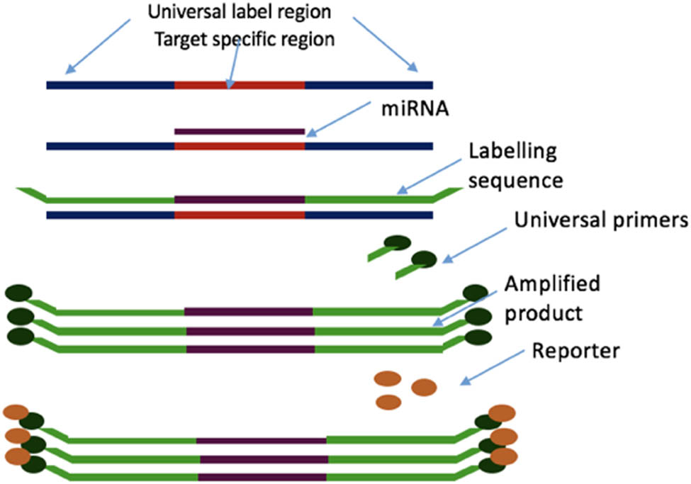 Plasma microRNAs in human left ventricular reverse remodelling