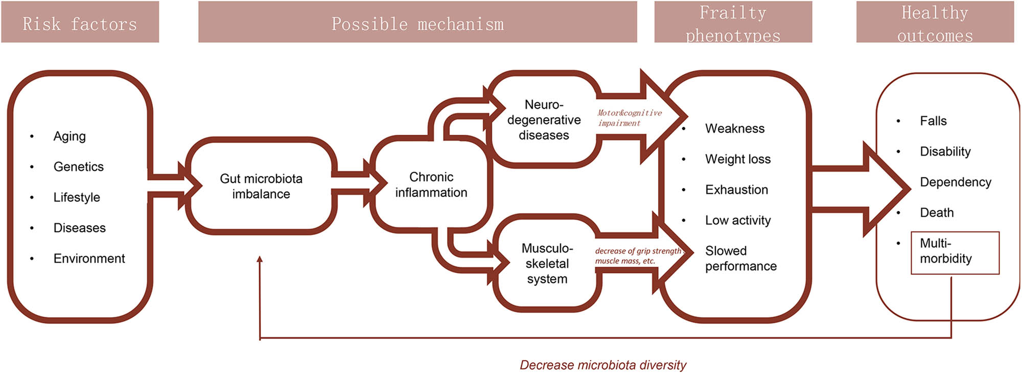 Research progress of gut microbiota and frailty syndrome