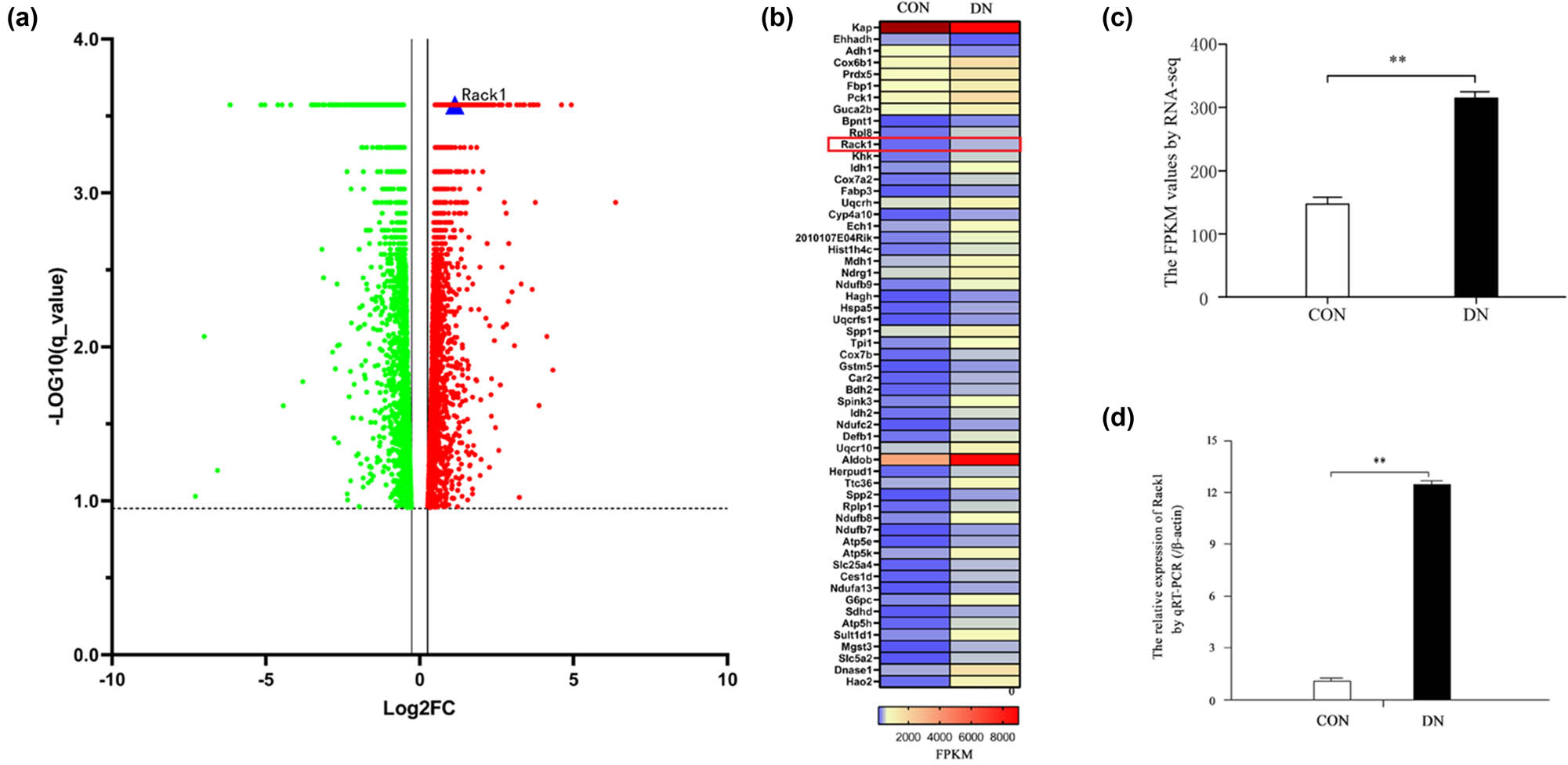 Rack1 regulates pro-inflammatory cytokines by NF-κB in di...