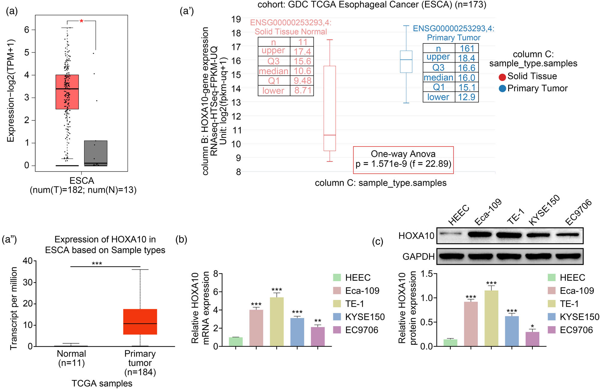 HOXA10 enhances cell proliferation and suppresses apoptosis in ...