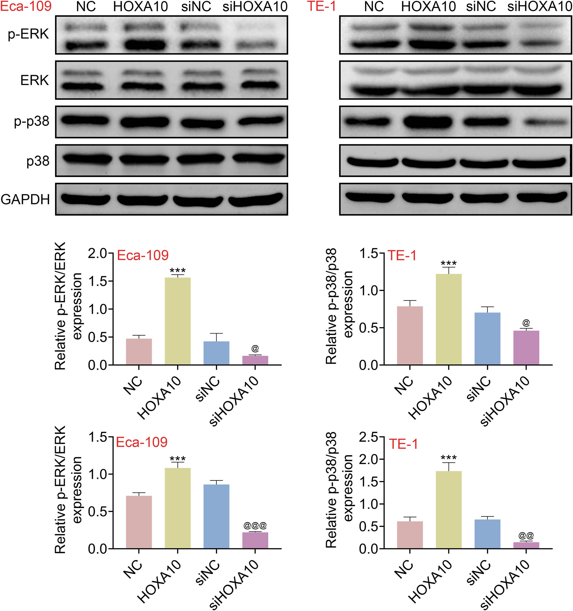 HOXA10 enhances cell proliferation and suppresses apoptosis in ...