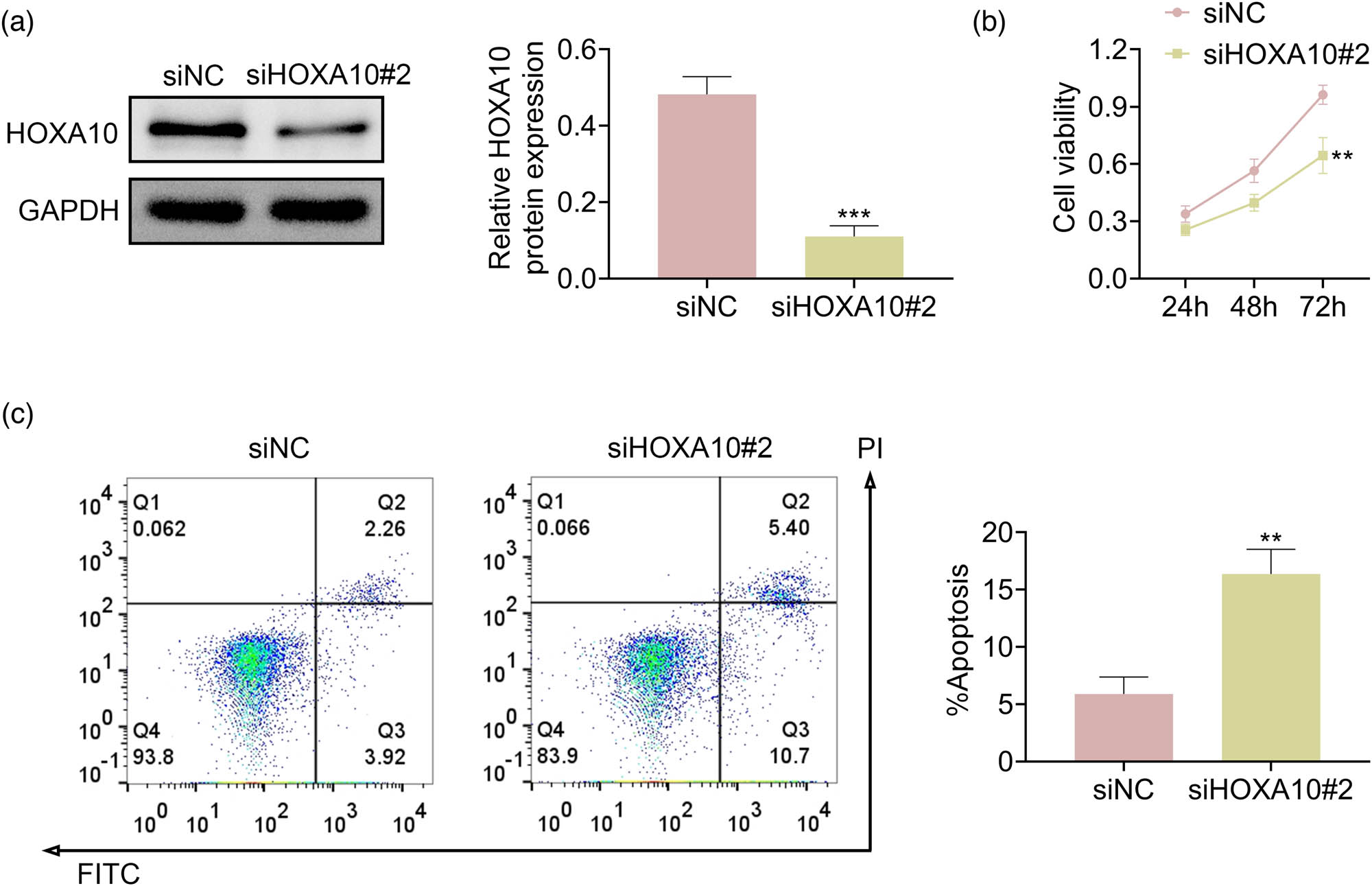 HOXA10 enhances cell proliferation and suppresses apoptosis in ...