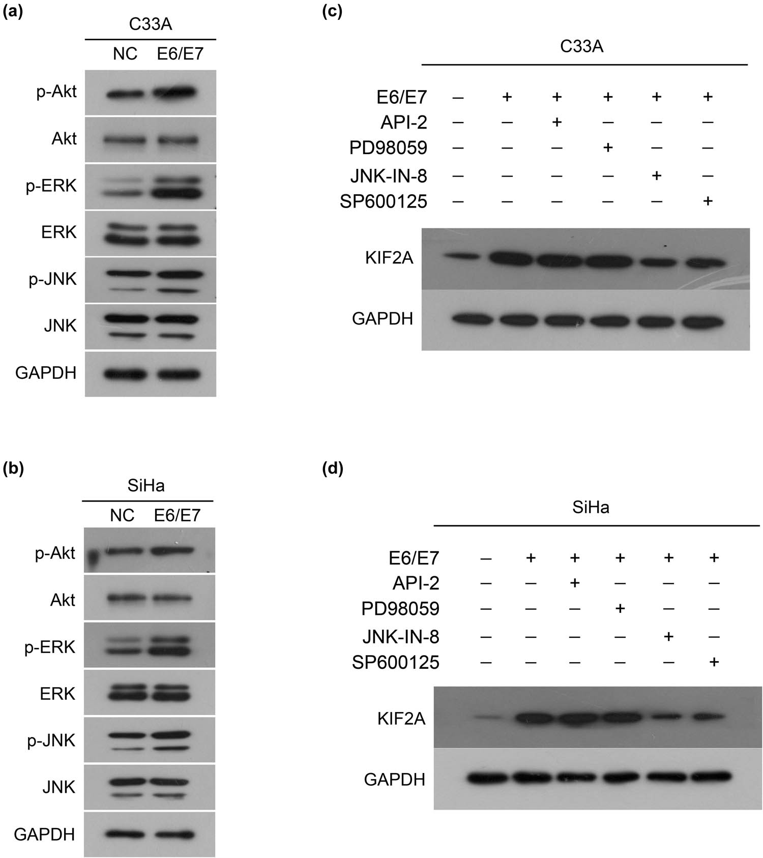 HPV16 E6E7 up-regulates KIF2A expression by activating JN...