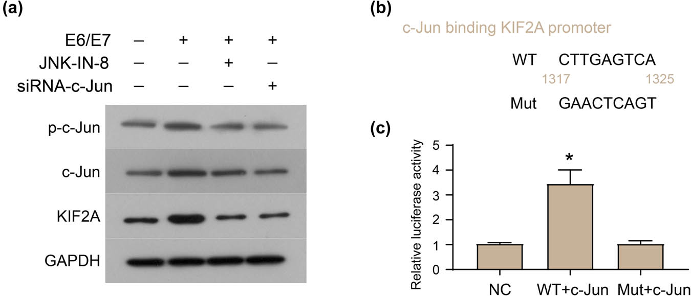 HPV16 E6E7 up-regulates KIF2A expression by activating JN...