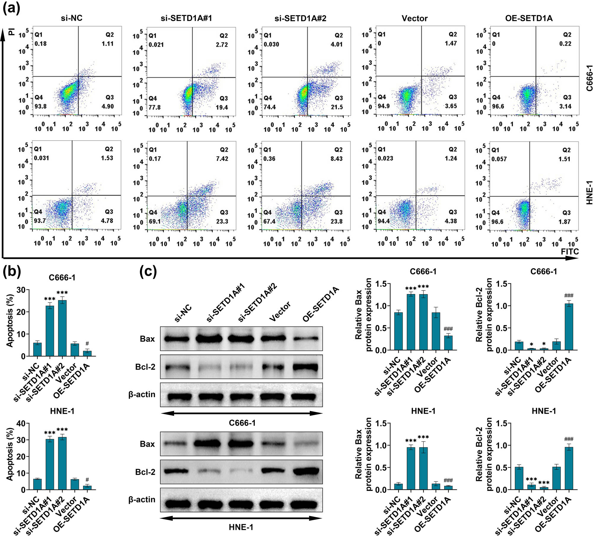 SETD1A promotes the proliferation and glycolysis of nasopharyngeal ...