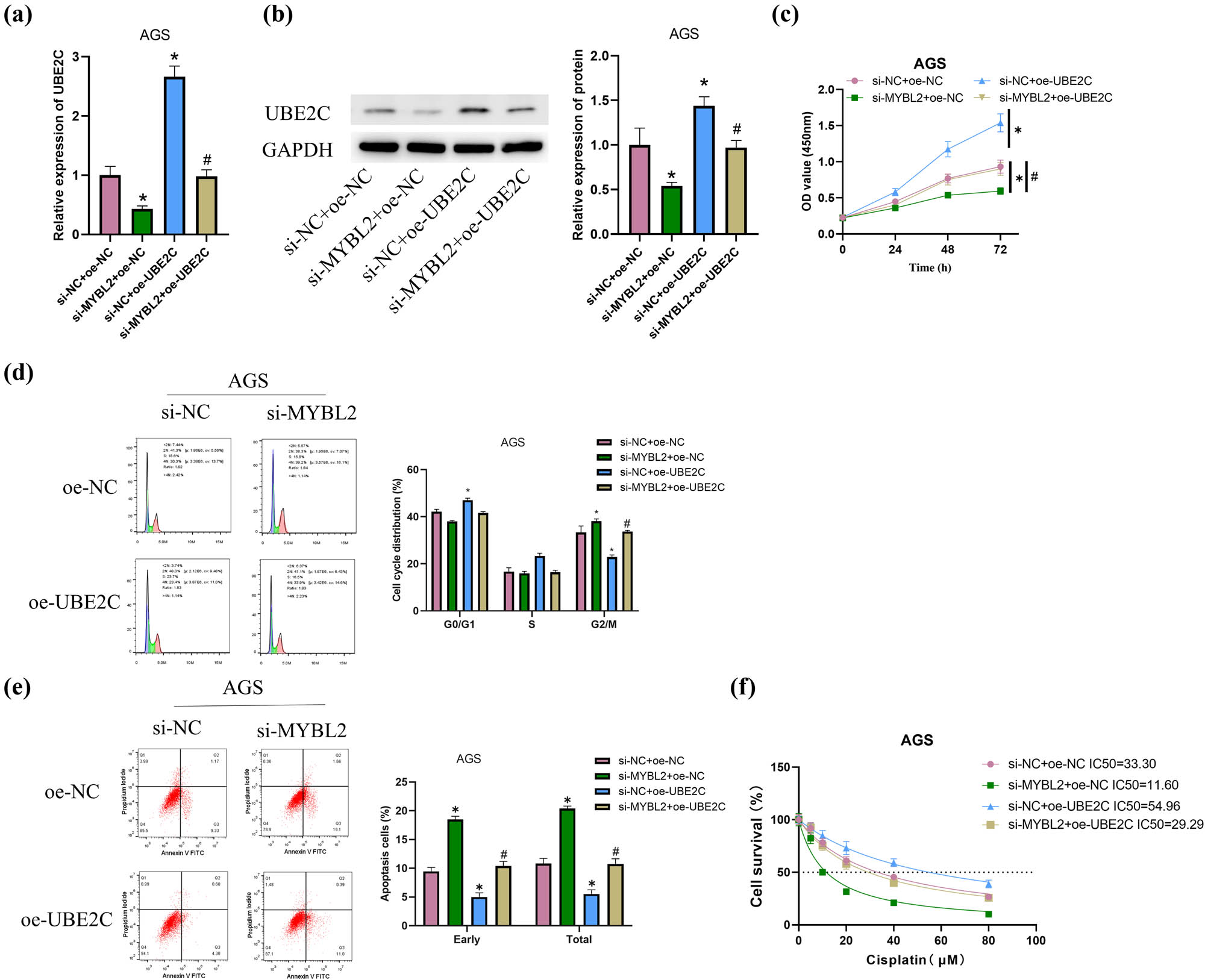 Activation of UBEC2 by transcription factor MYBL2 affects DNA damage ...