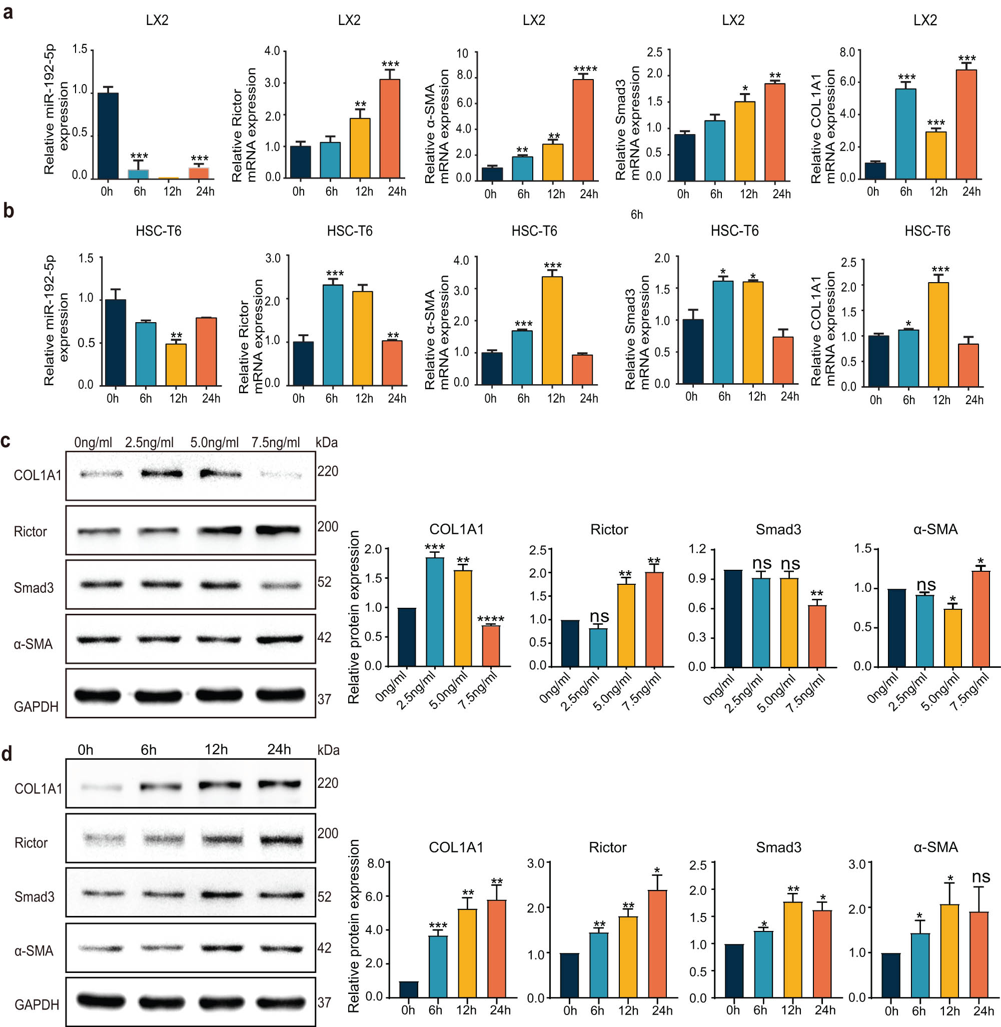 miR-192 inhibits the activation of hepatic stellate cells by targeting ...