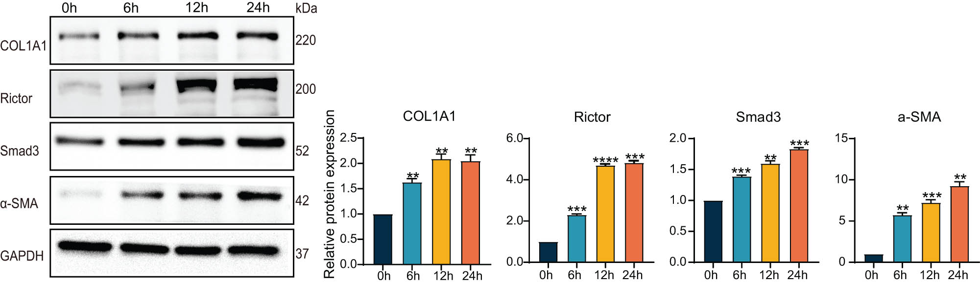 miR-192 inhibits the activation of hepatic stellate cells by targeting ...
