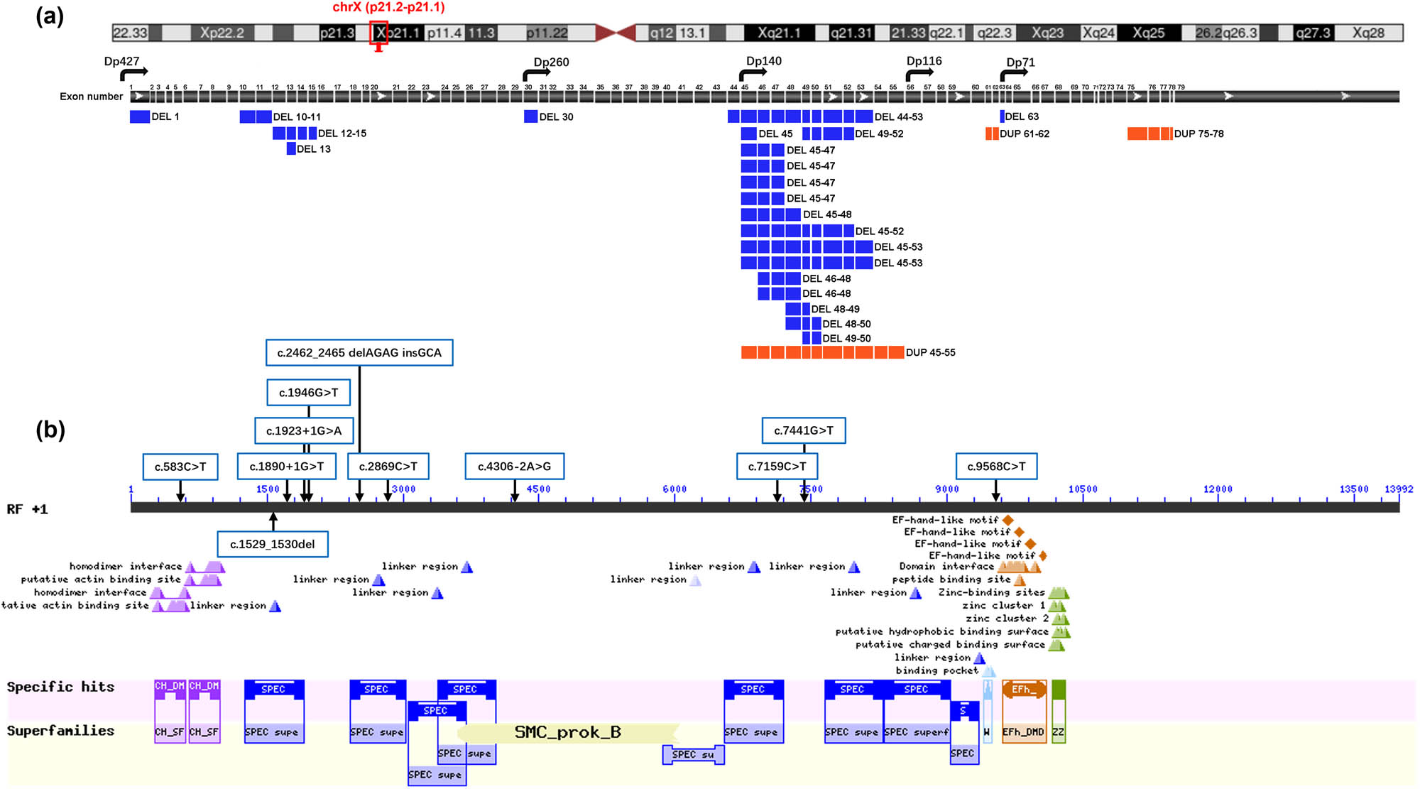 DMD mutations in pediatric patients with phenotypes of Duchenne/Becker ...