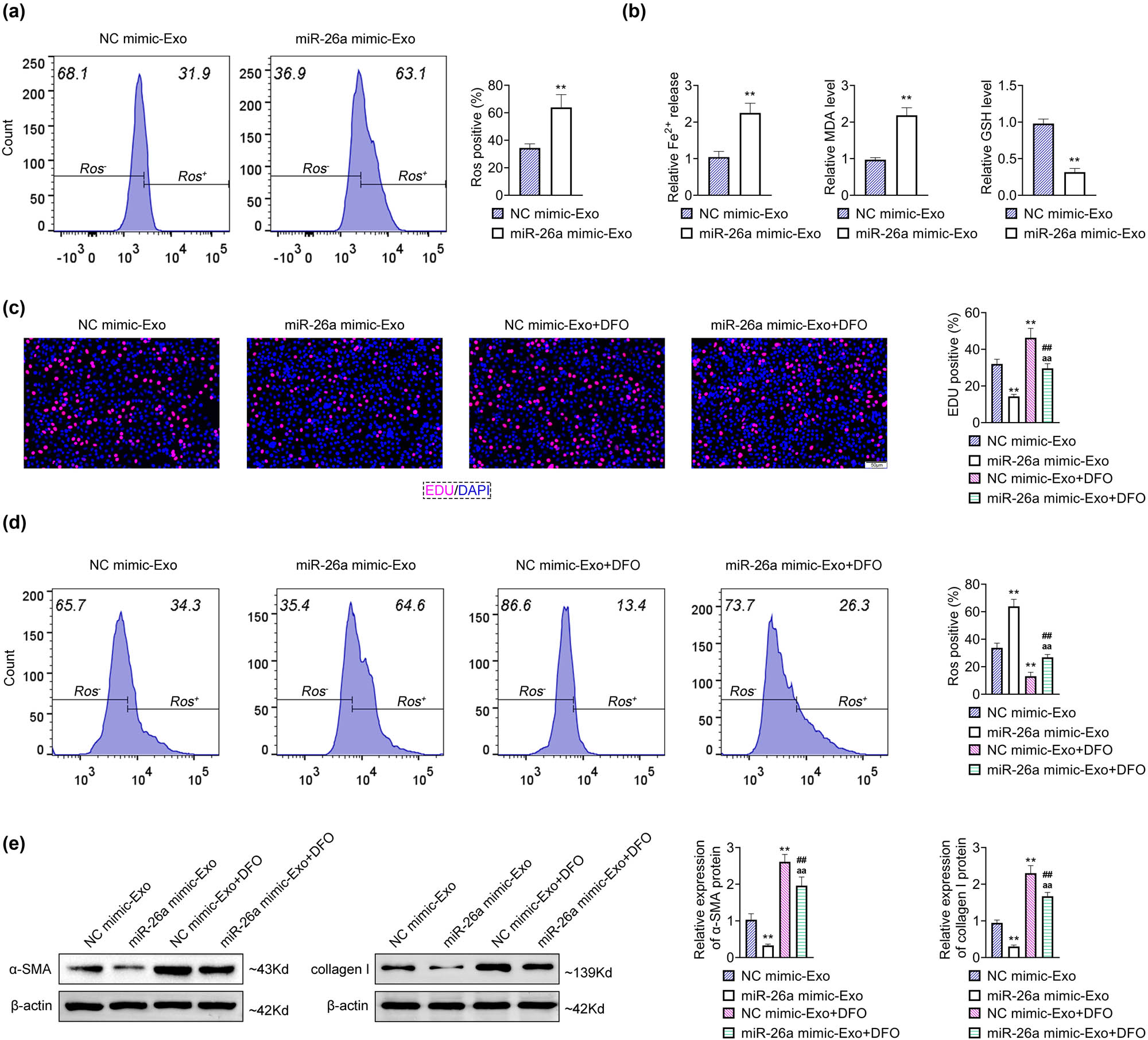 Mesenchymal stem cell-derived exosomal miR-26a induces ferroptosis ...