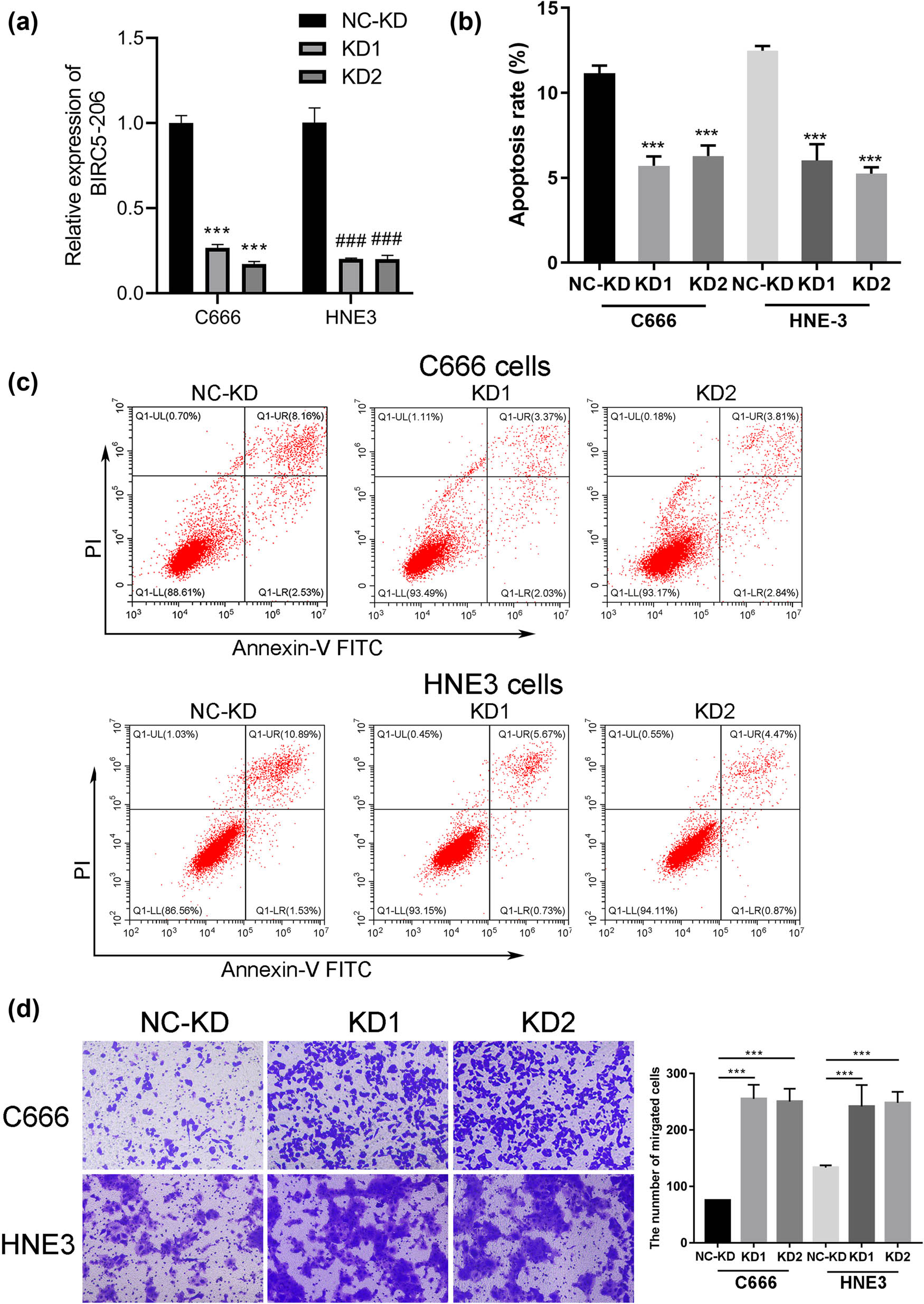 Decreased BIRC5-206 promotes epithelial–mesenchymal transition in ...
