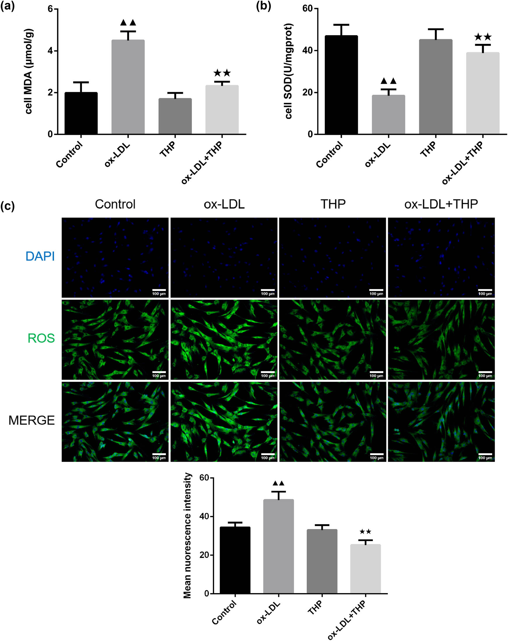 Tetrahydropalmatine improves mitochondrial function in vascular smooth ...