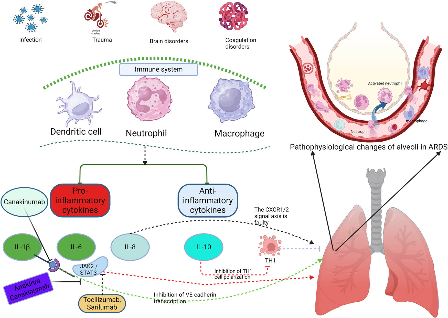 Progress in cytokine research for ARDS: A comprehensive review