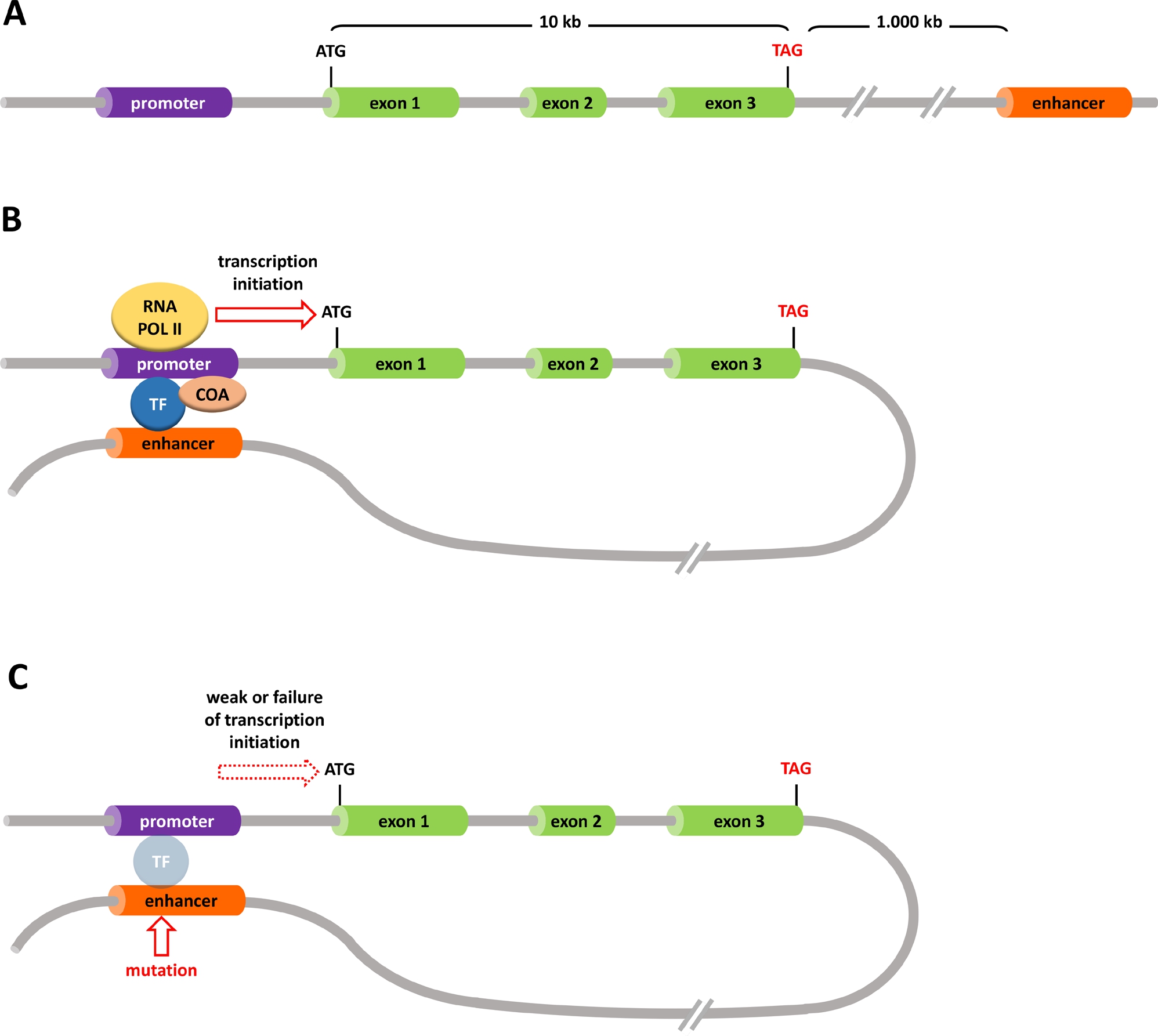 What can go wrong in the non-coding genome and how to interpret whole ...