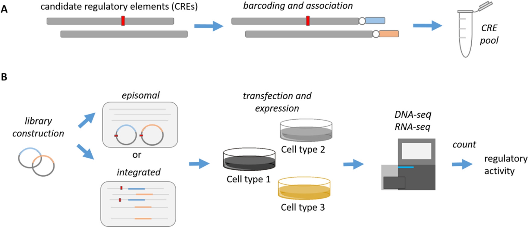 Systematic assays and resources for the functional annotation of non ...