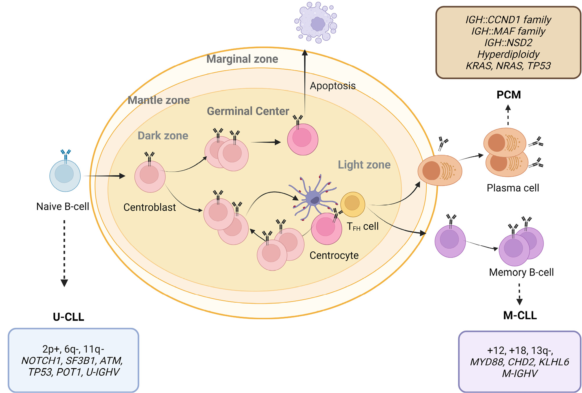 Genetic alterations in chronic lymphocytic leukemia and p...