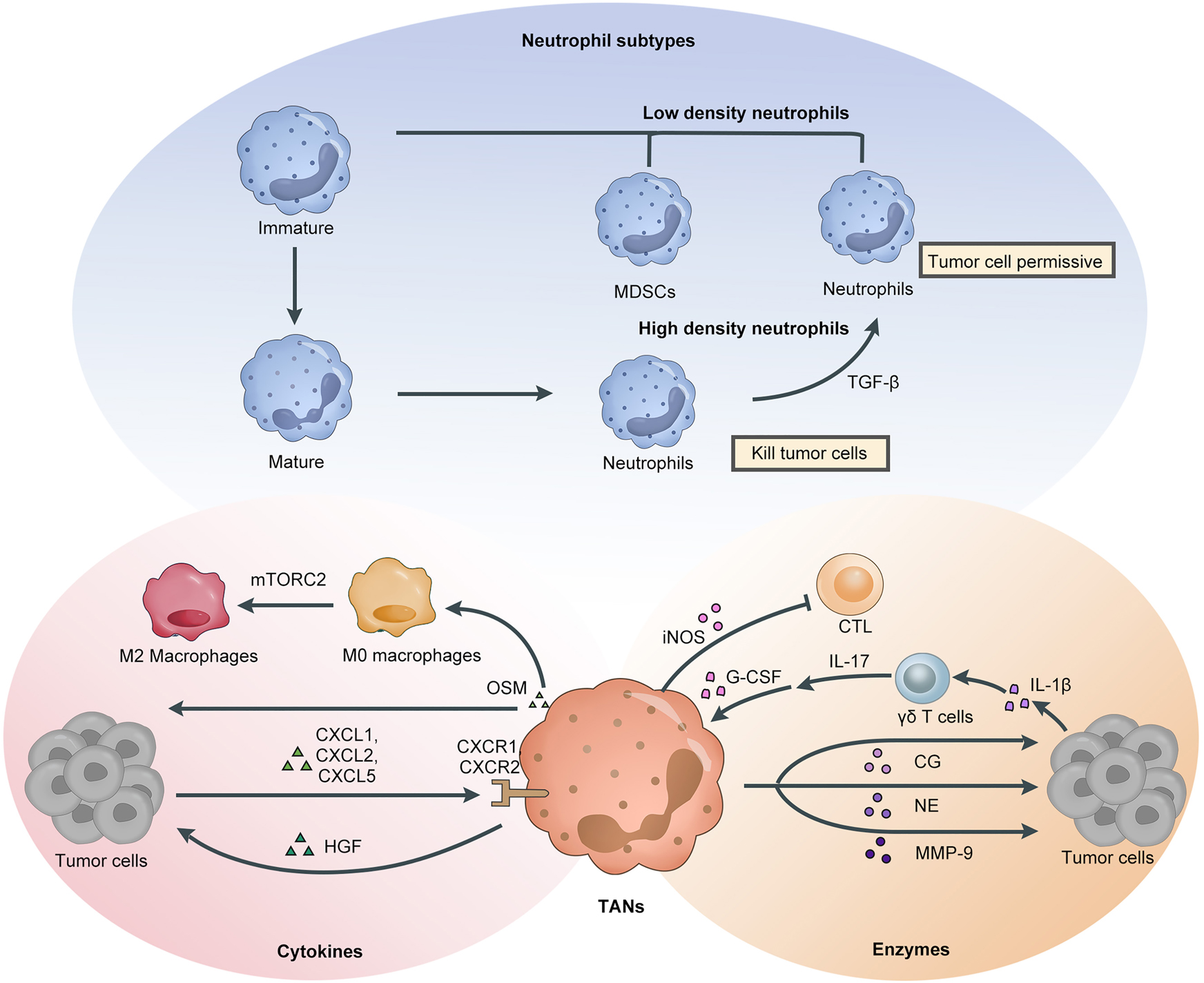 Tumor-associated macrophages, dendritic cells, and neutrophils ...