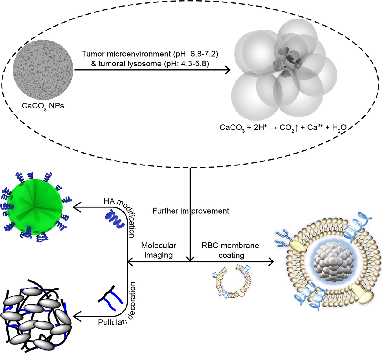 Ultrasound contrast agents from microbubbles to biogenic gas vesicles
