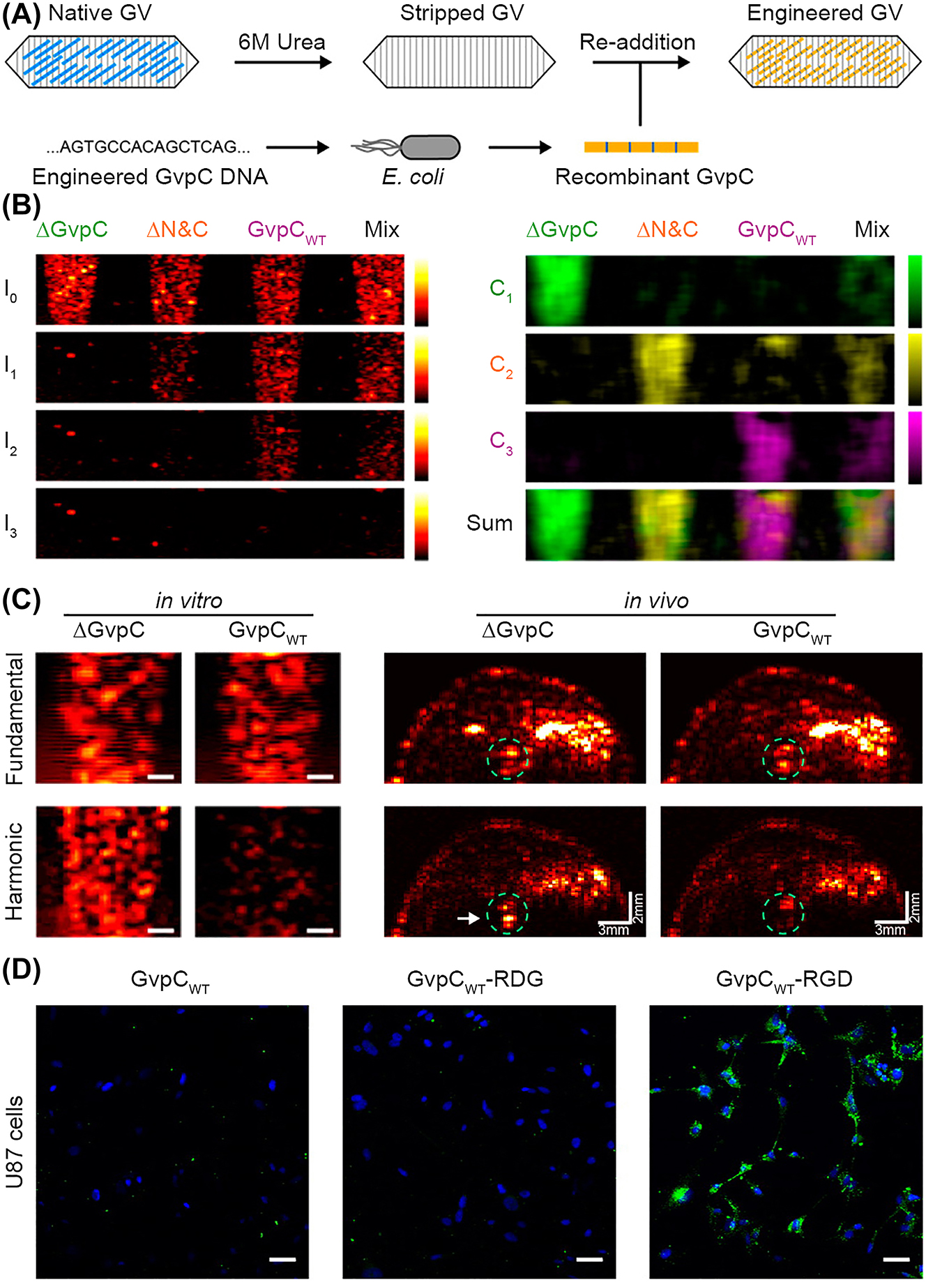 Ultrasound contrast agents from microbubbles to biogenic gas vesicles