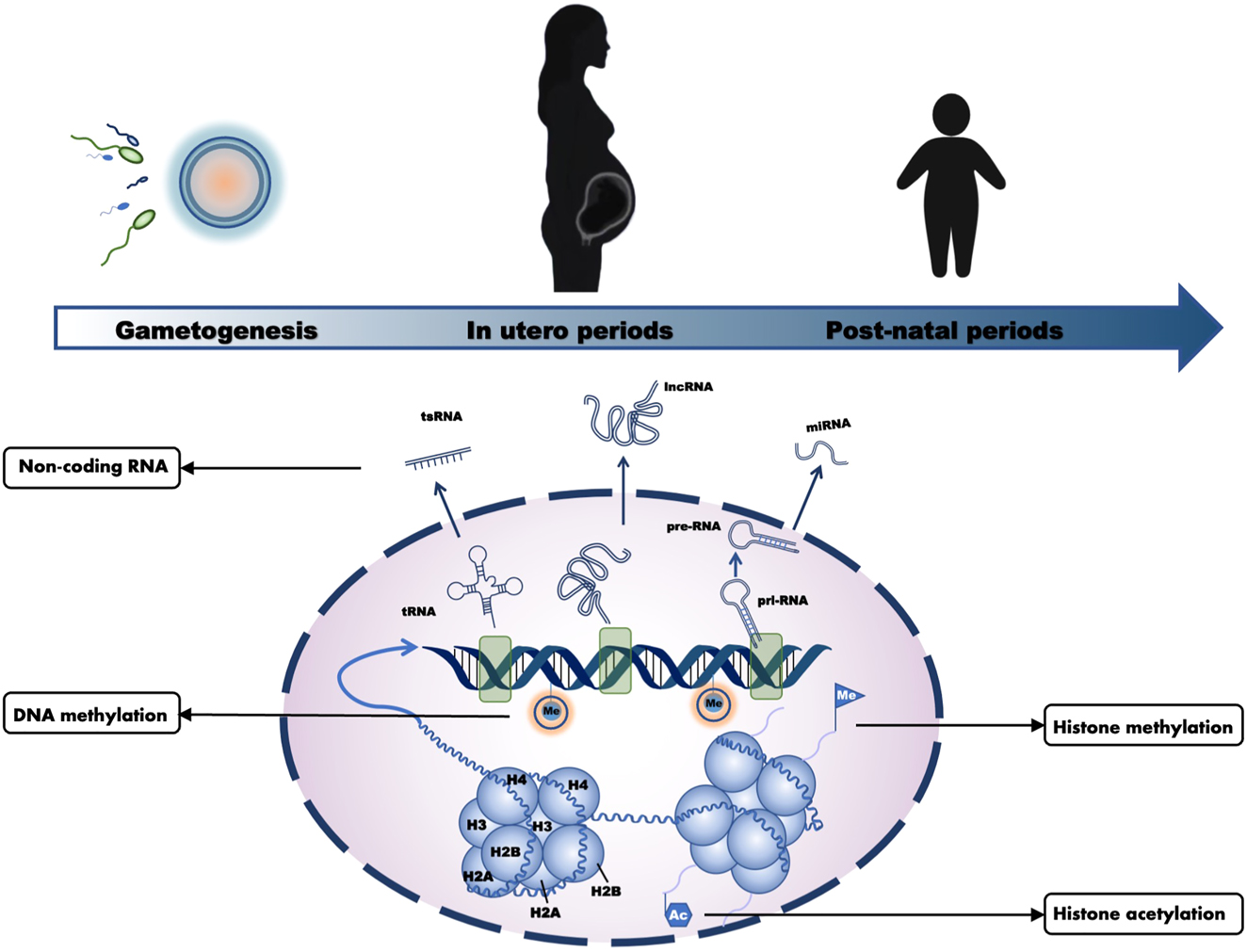 Developmental origins of adult diseases